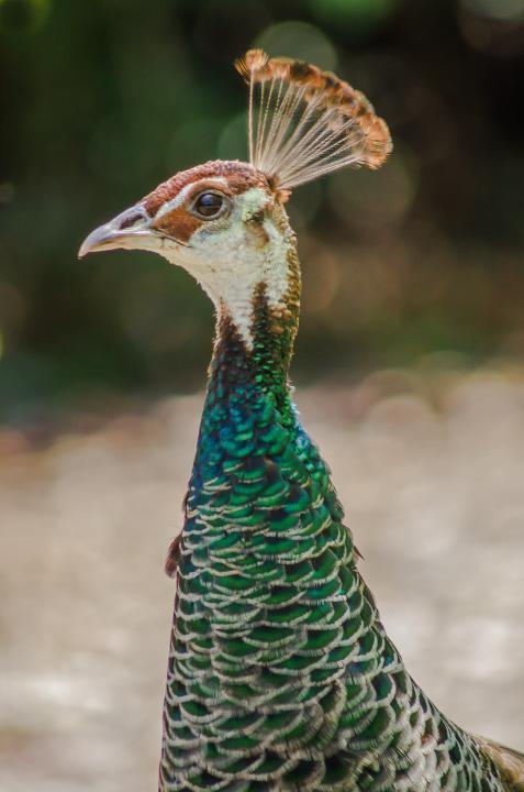 PeaHen Portrait | Shutterbug